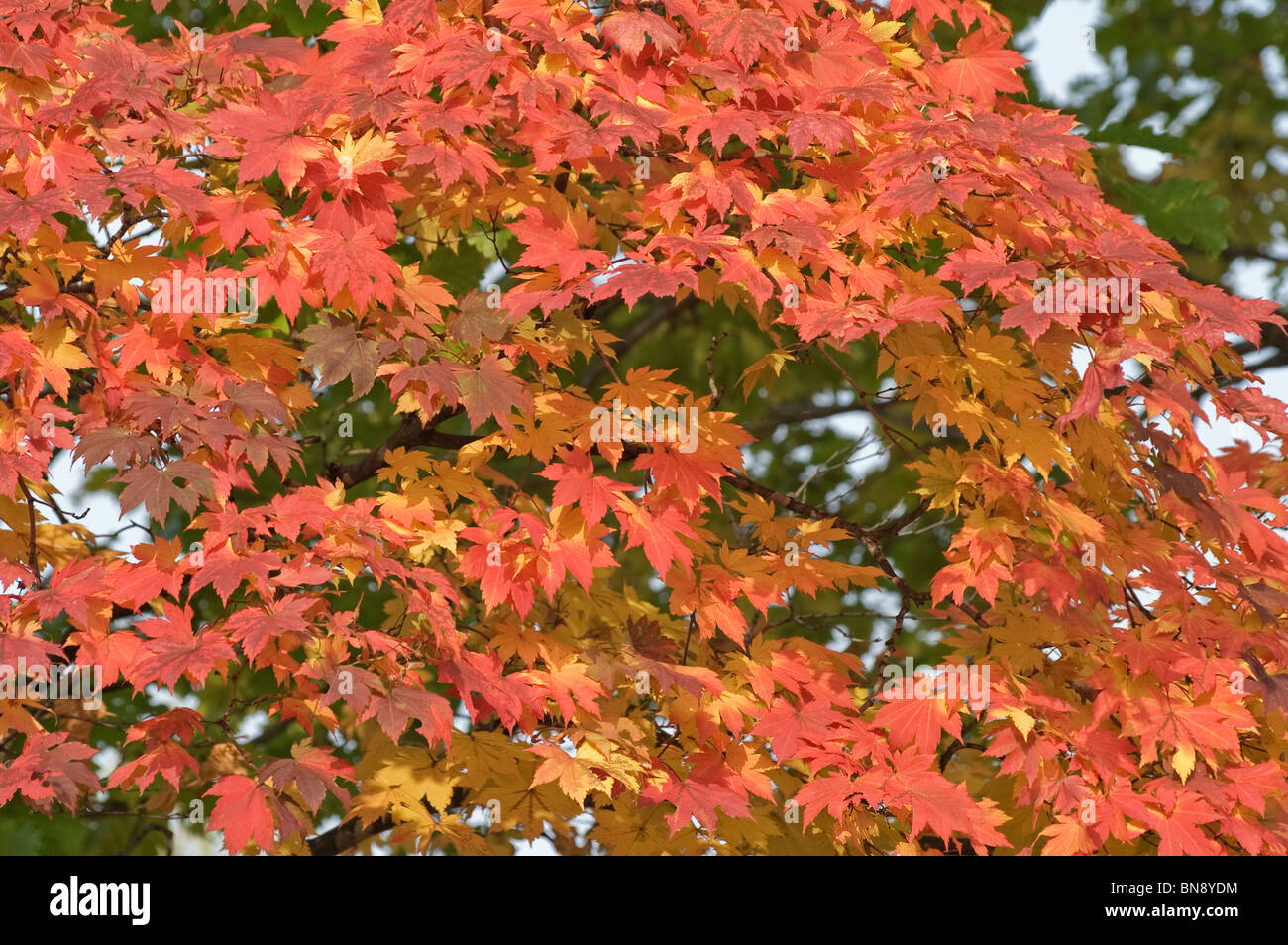 Korean Maple foliage (Acer pseudosieboldianum). Called Purplebloom ...