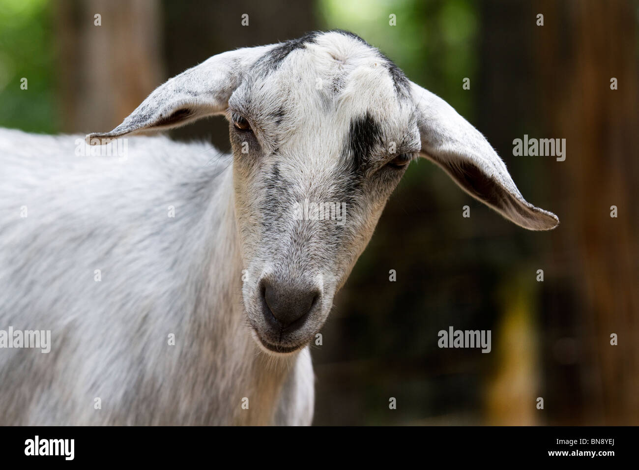 Portrait of goat Stock Photo - Alamy