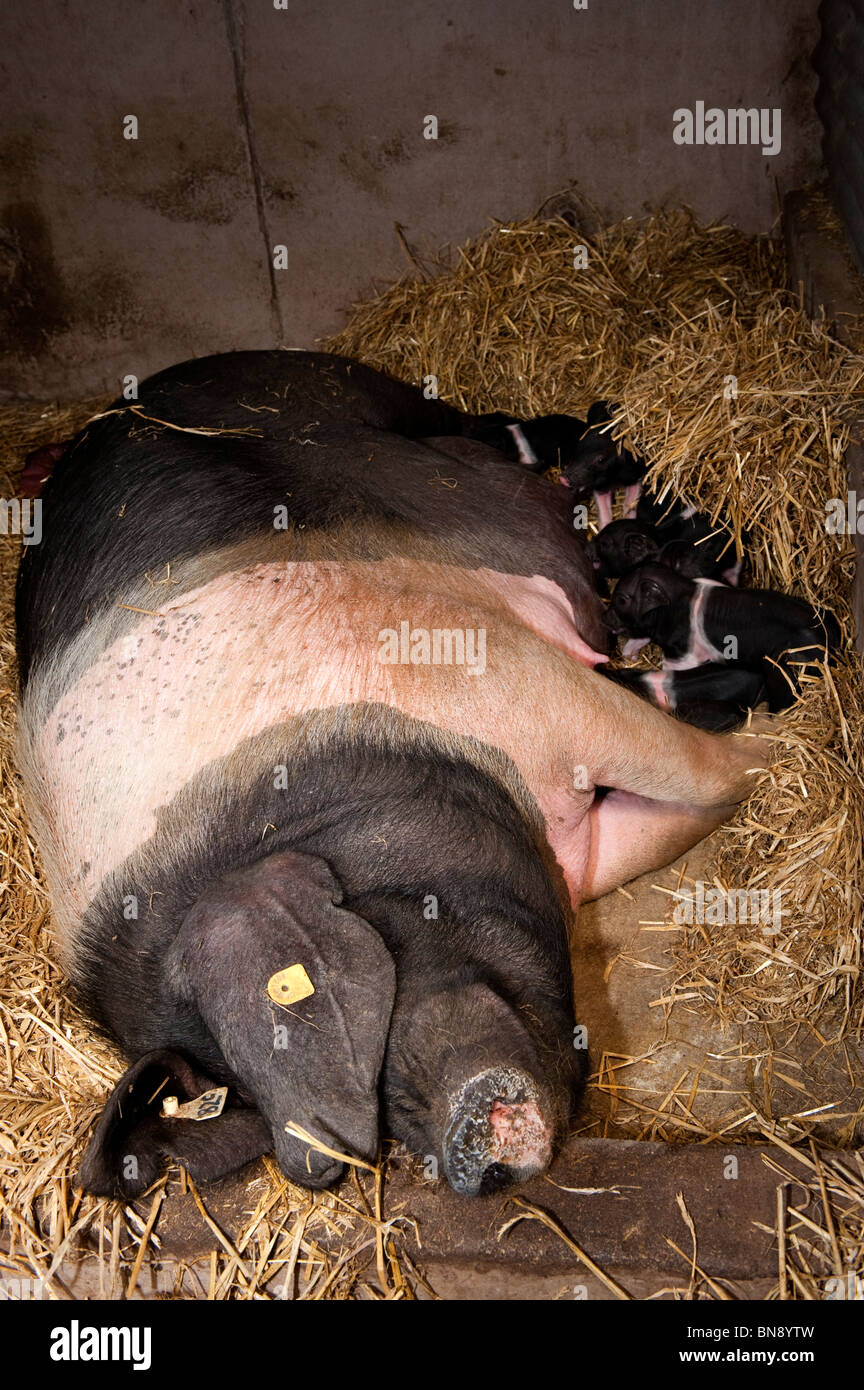 Saddleback sow with piglet hi-res stock photography and images - Alamy