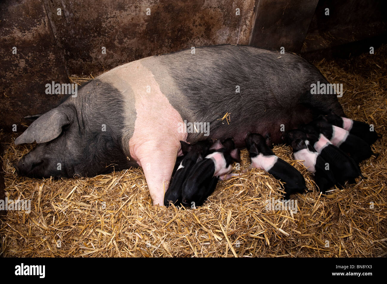 Saddleback sow with piglet hi-res stock photography and images - Alamy