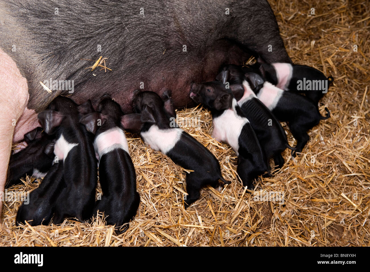 Pig sty hi-res stock photography and images - Alamy