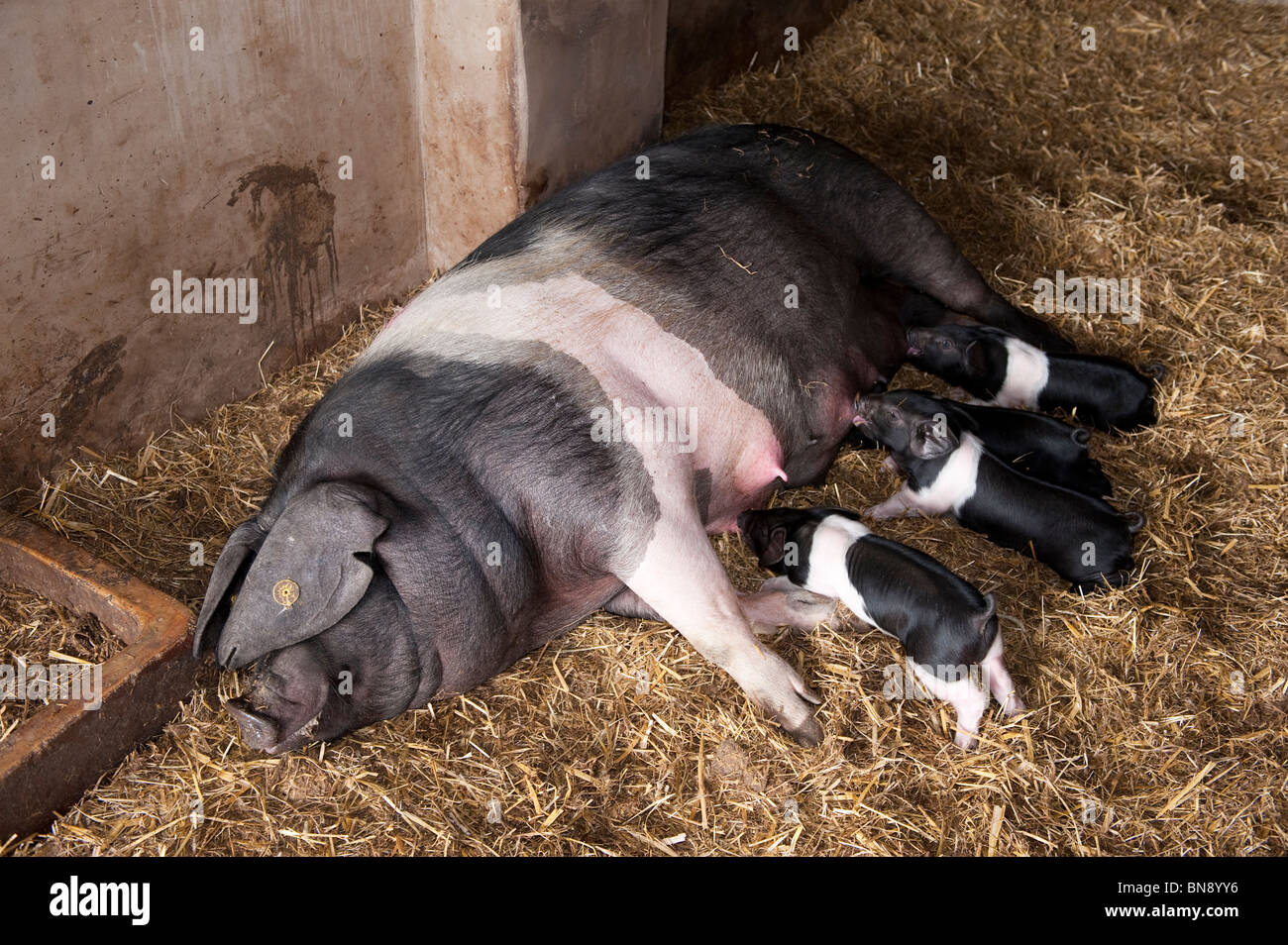 Pig litter hi-res stock photography and images - Alamy