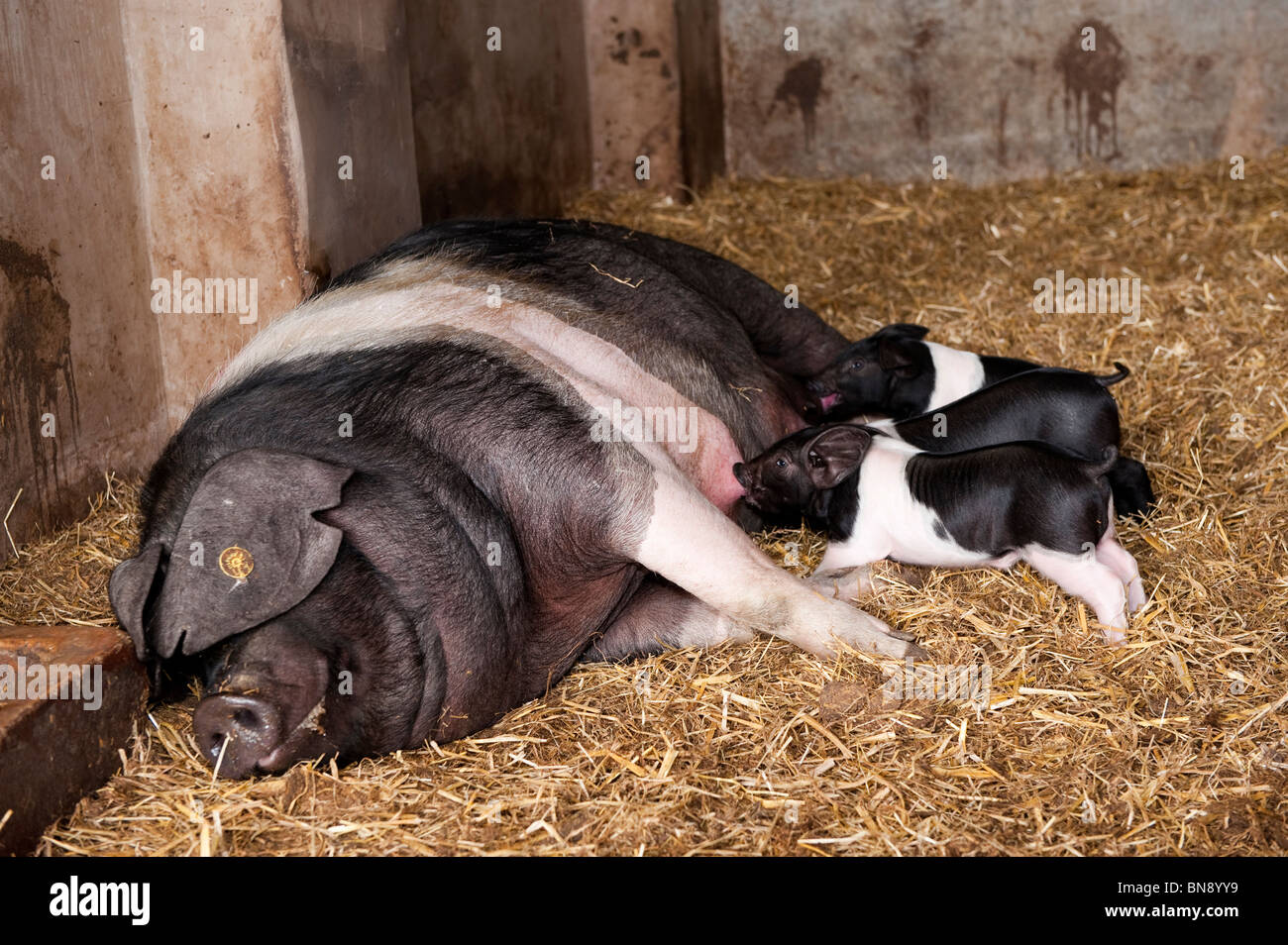 Pig litter hi-res stock photography and images - Alamy
