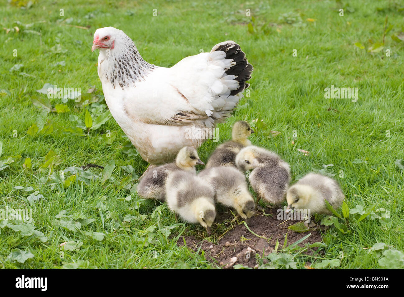 Broody Domestic Hen (Gallus gallus domesticus). Light Sussex breed. As ...