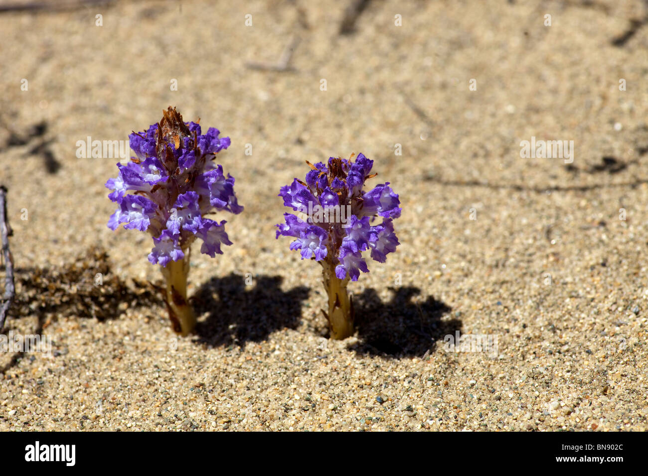 Kizilkum hi-res stock photography and images - Alamy