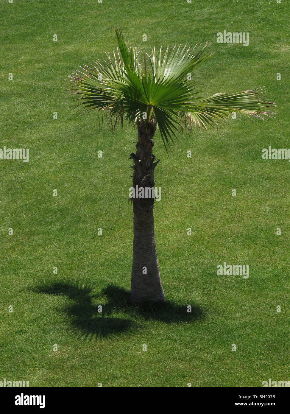 single palm tree Stock Photo - Alamy