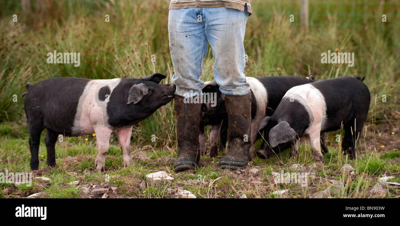 Saddleback pigs gathererd round farmers legs Stock Photo - Alamy