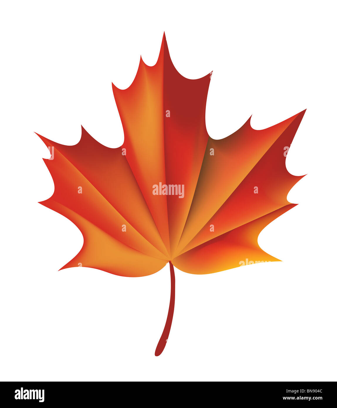 illustration drawing of red maple leaf isolate in white background ...