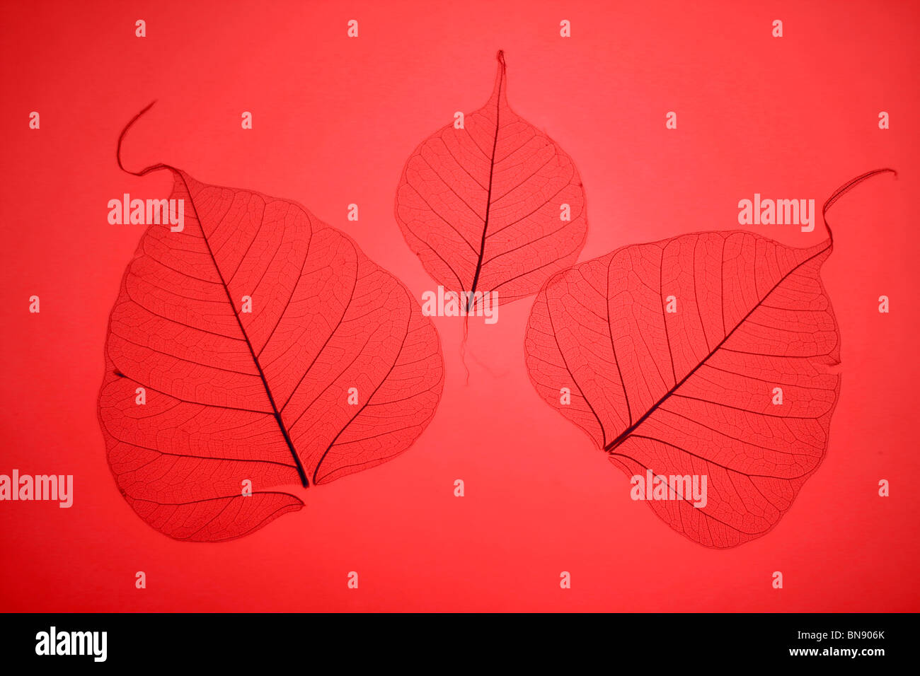 Red leaf texture Stock Photo - Alamy