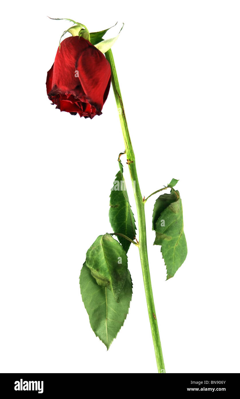 Old rose isolated on white Stock Photo - Alamy
