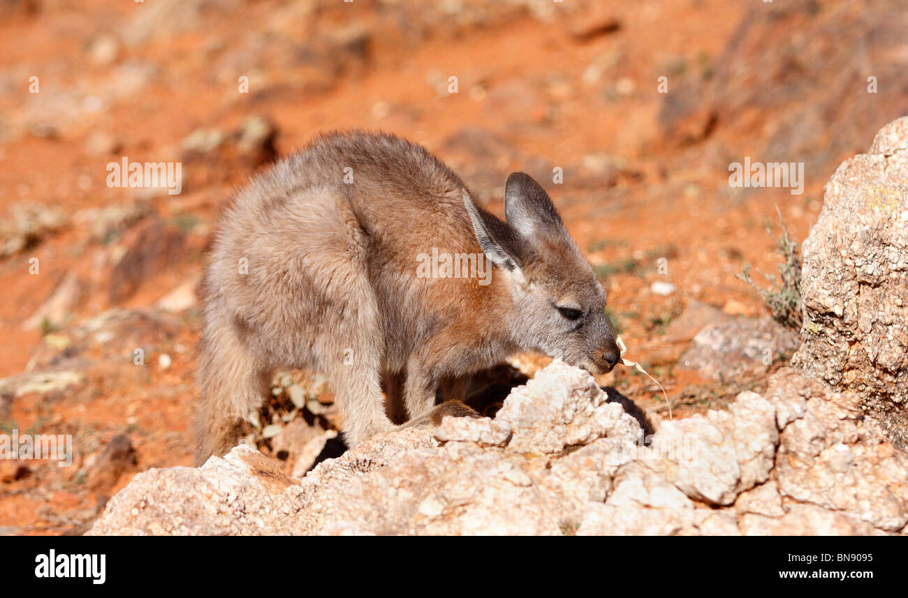 BROKEN HILL, NSW - CIRCA 2009: A Euro kangaroo feeding in the harsh ...