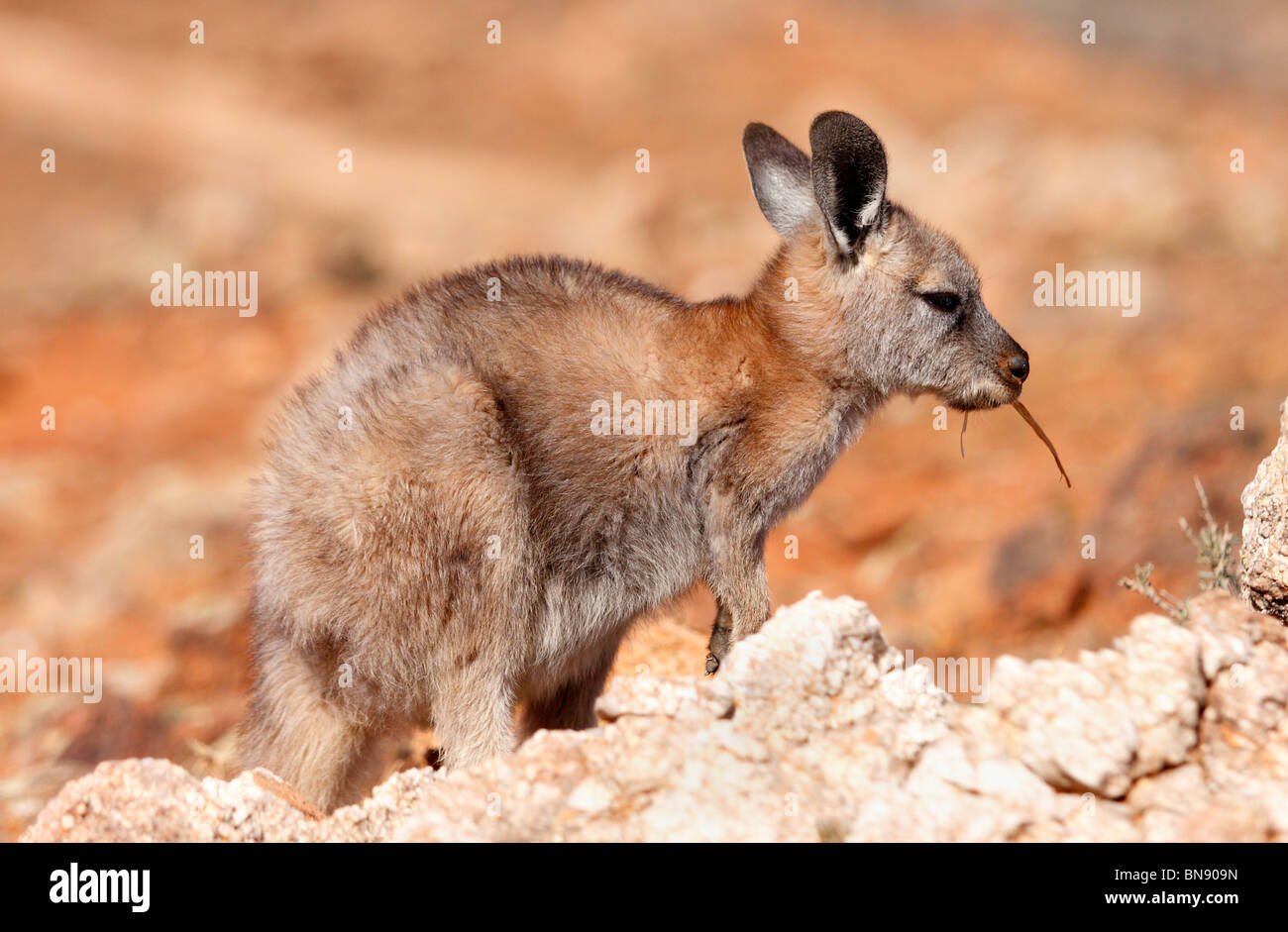 BROKEN HILL, NSW - CIRCA 2009: A Euro kangaroo feeding in the harsh ...