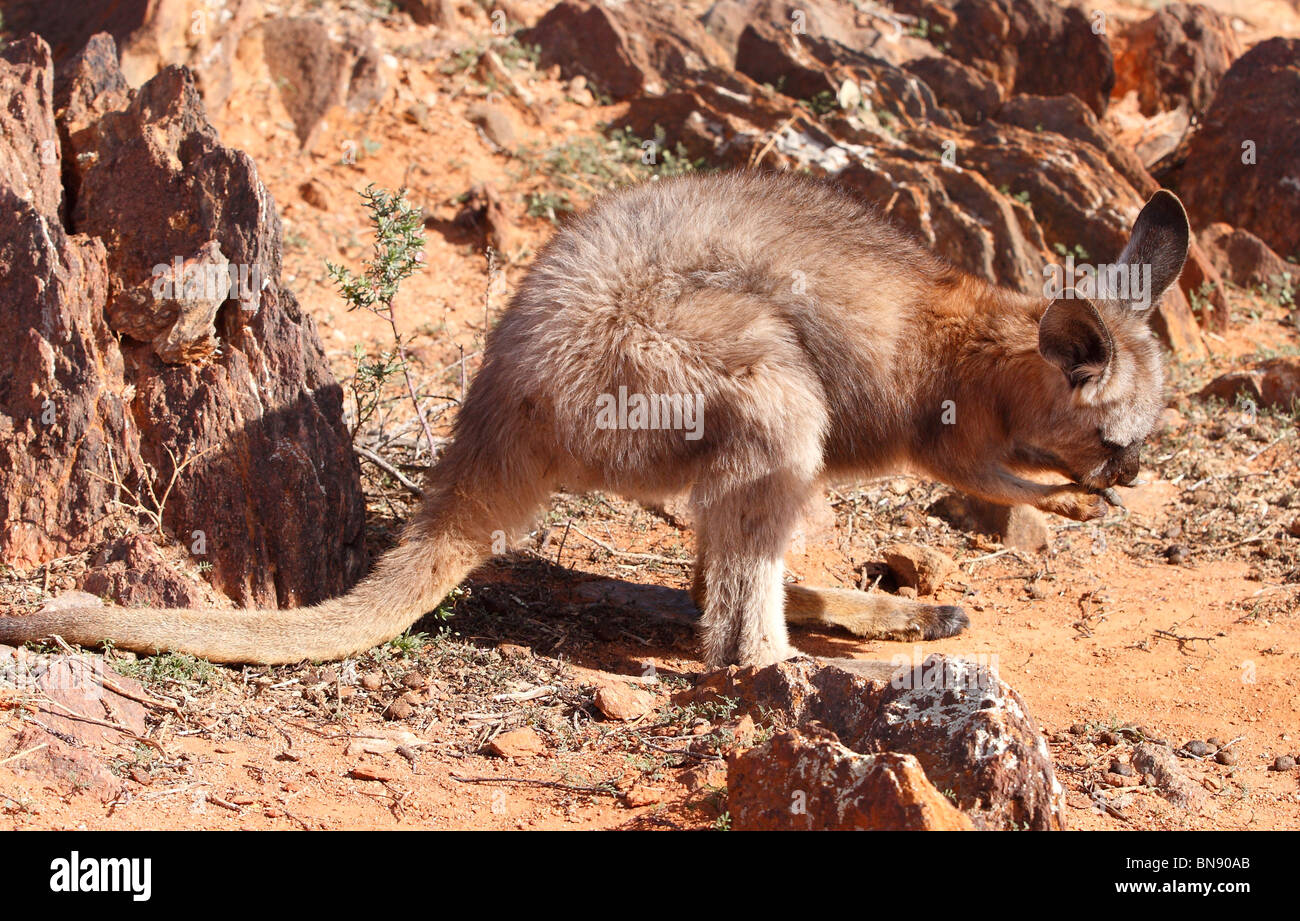 BROKEN HILL, NSW - CIRCA 2009: A Euro kangaroo feeding in the harsh ...