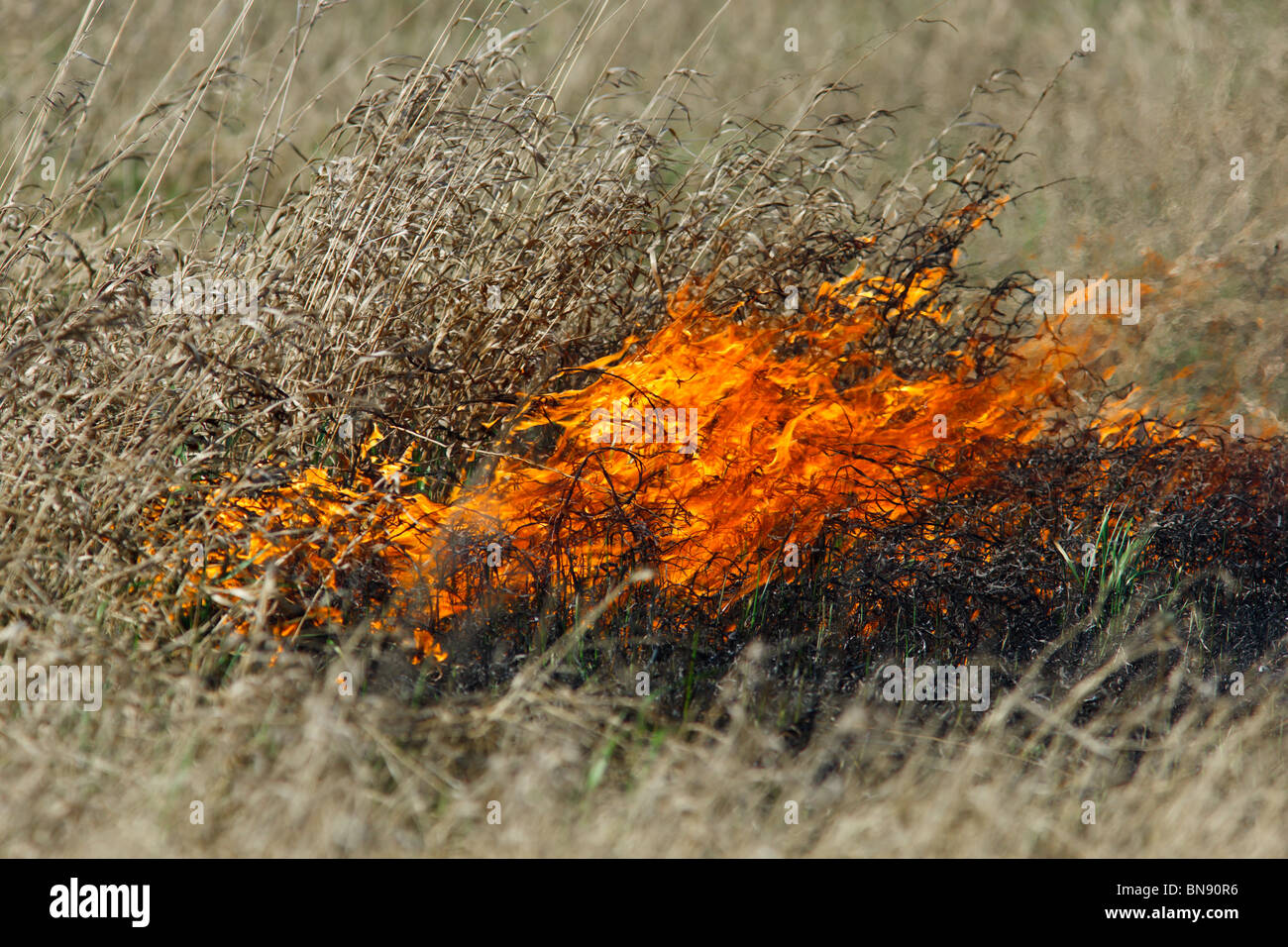 The dry grass burns Stock Photo - Alamy