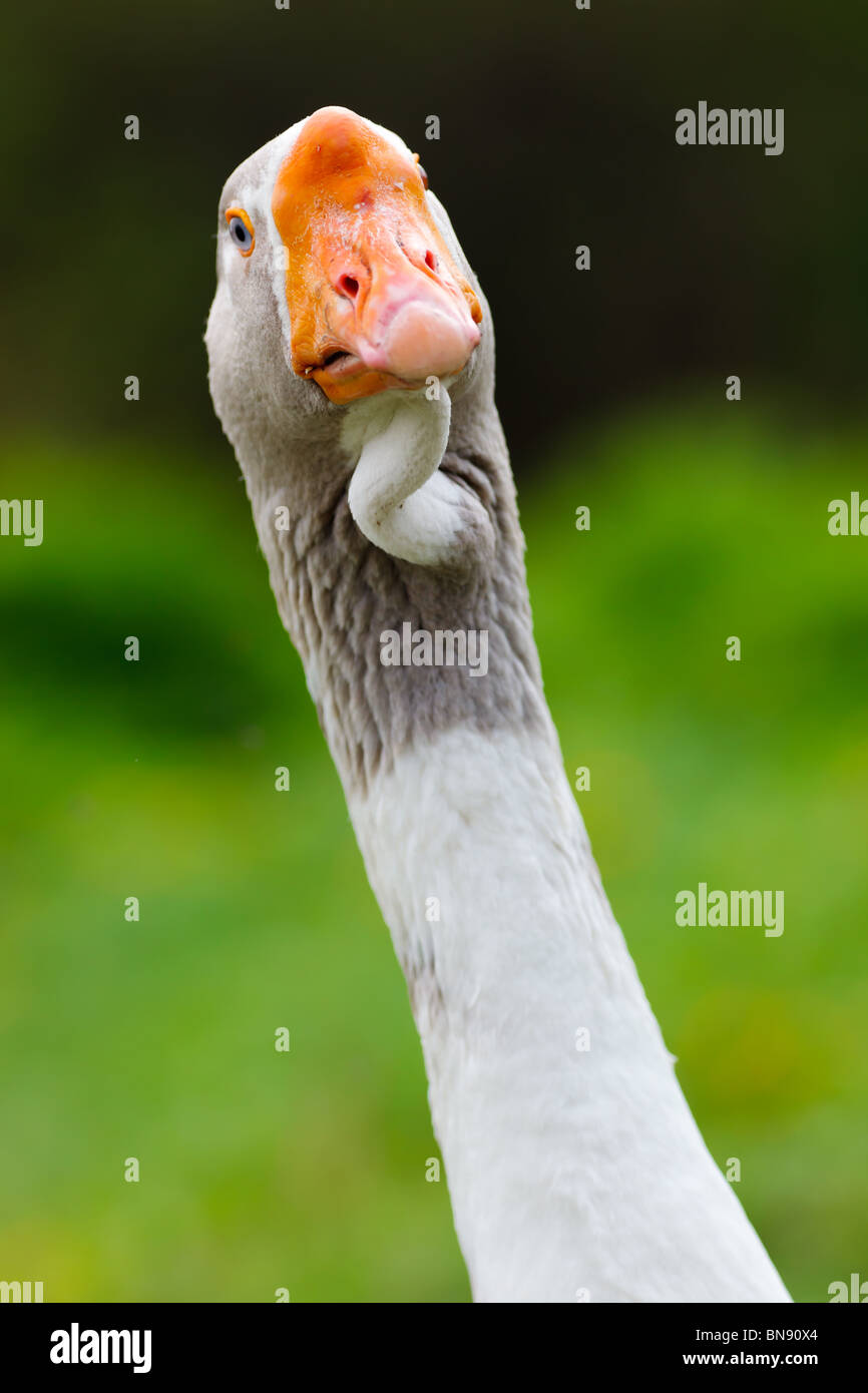 Head of a goose close up. A gander Stock Photo - Alamy