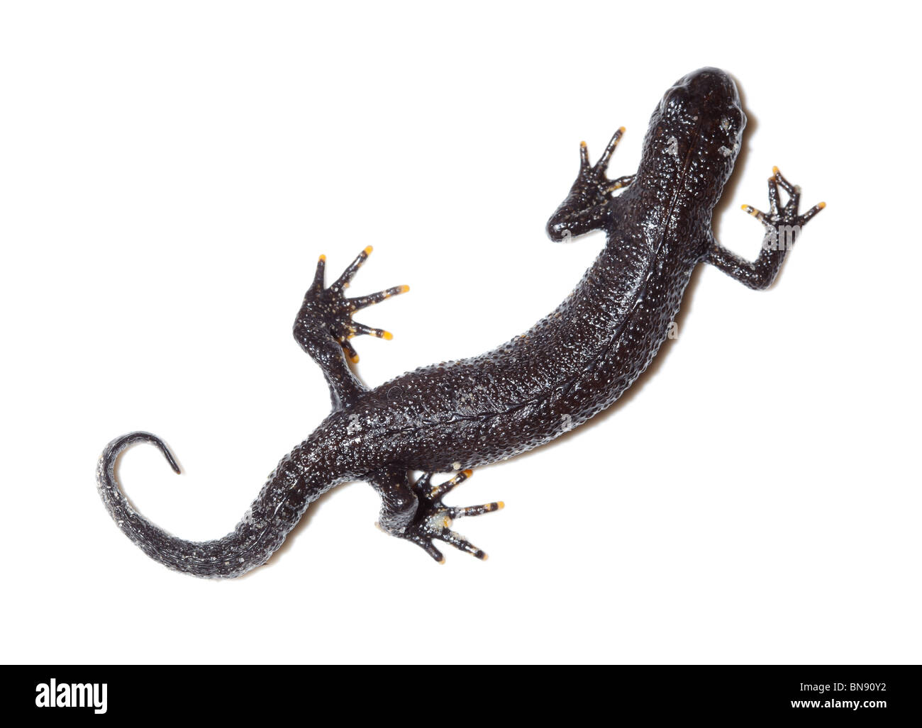 Triturus cristatus, Great Crested Newt in studio against a white ...