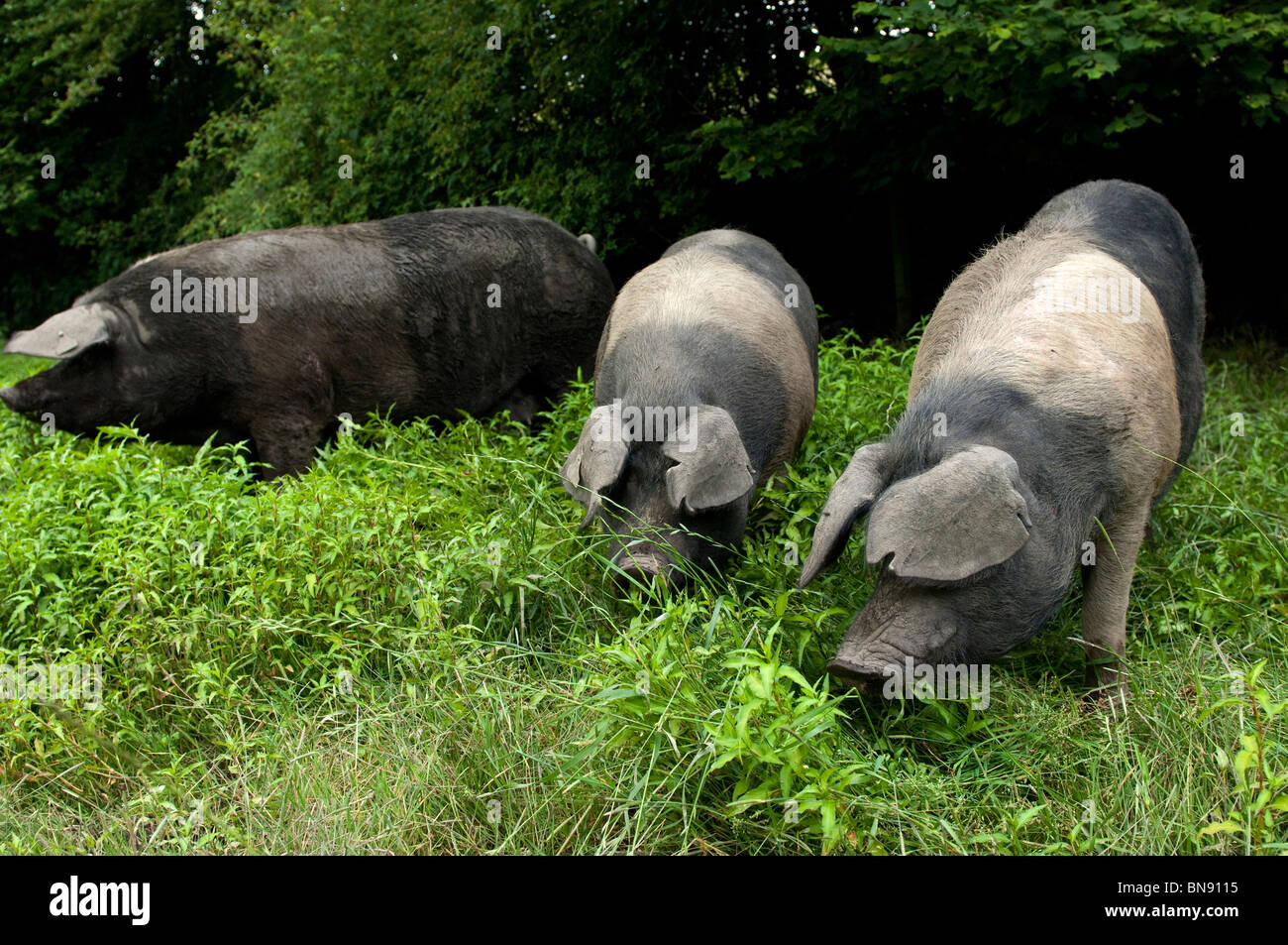 Saddleback boar and sows in field Stock Photo - Alamy