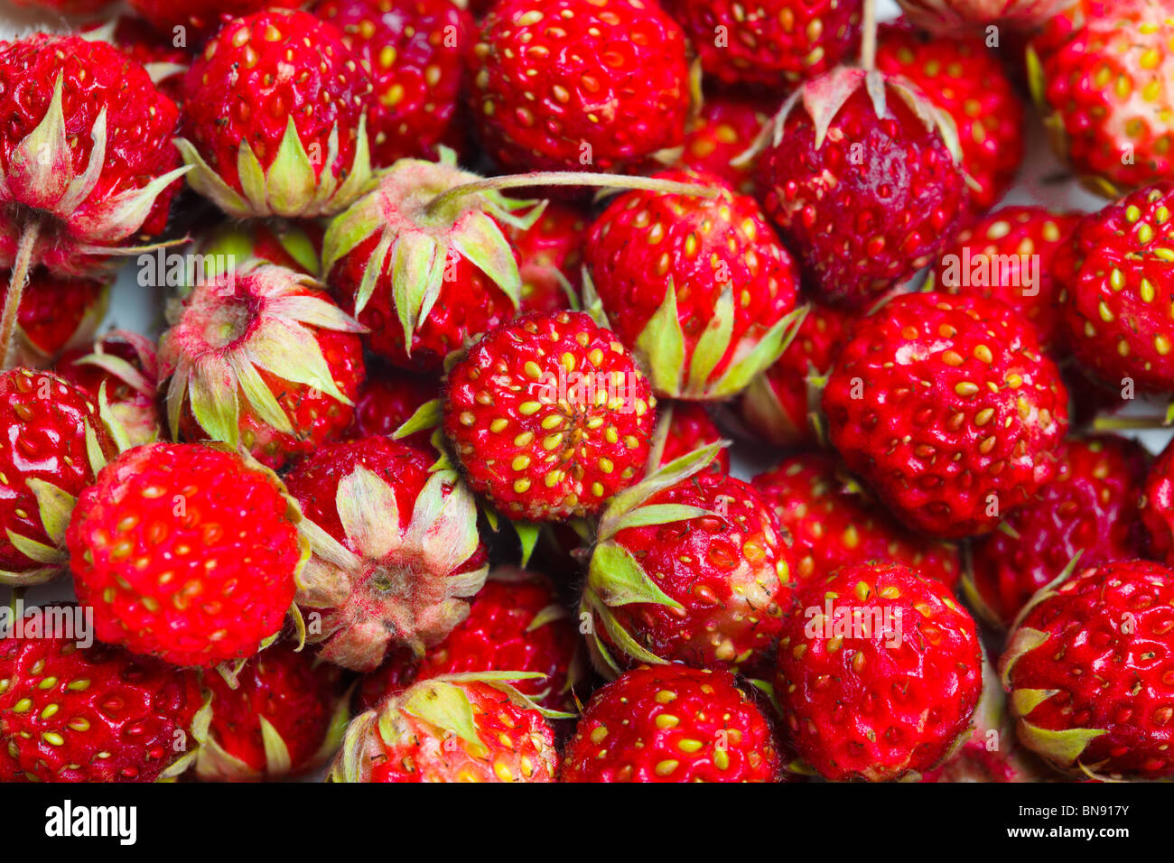 Ripe red berries (Fragaria viridis), Wild Strawberry Stock Photo - Alamy