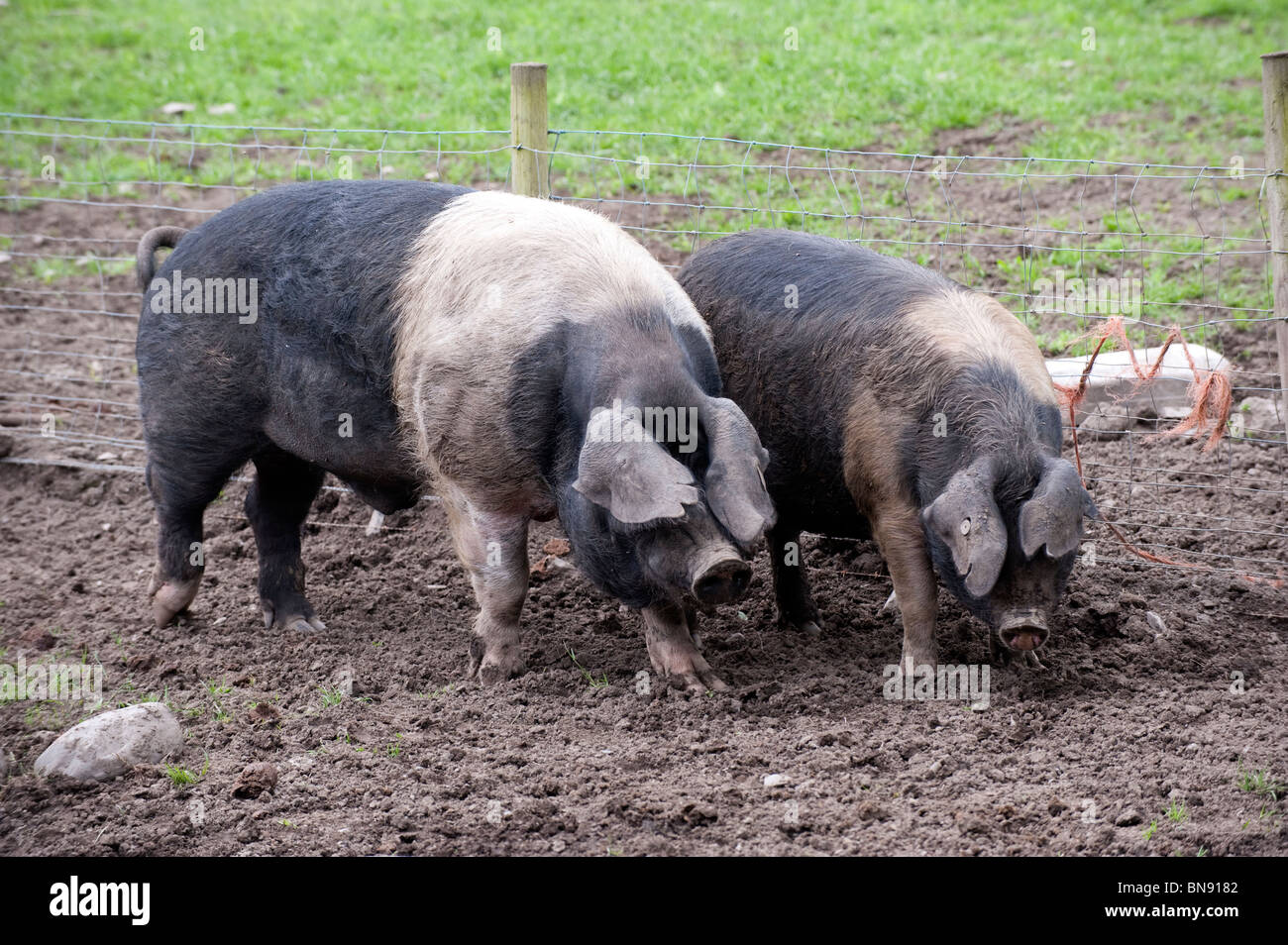 Pig pigs sow boar hi-res stock photography and images - Alamy