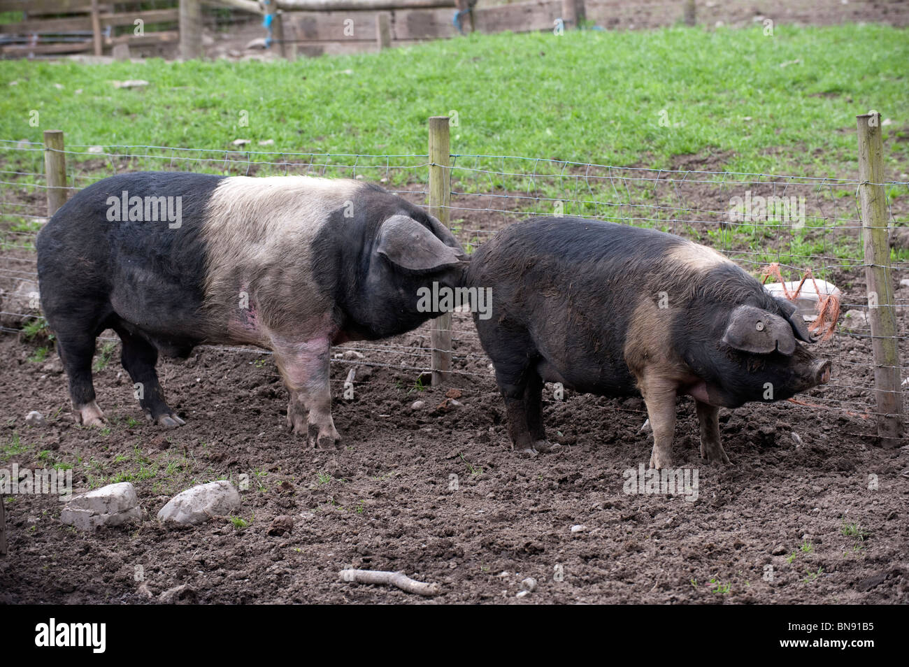 Pig pigs sow boar hi-res stock photography and images - Alamy
