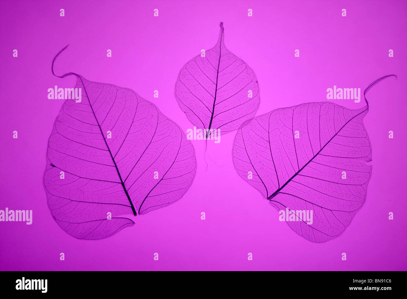 Purple leaf texture Stock Photo - Alamy