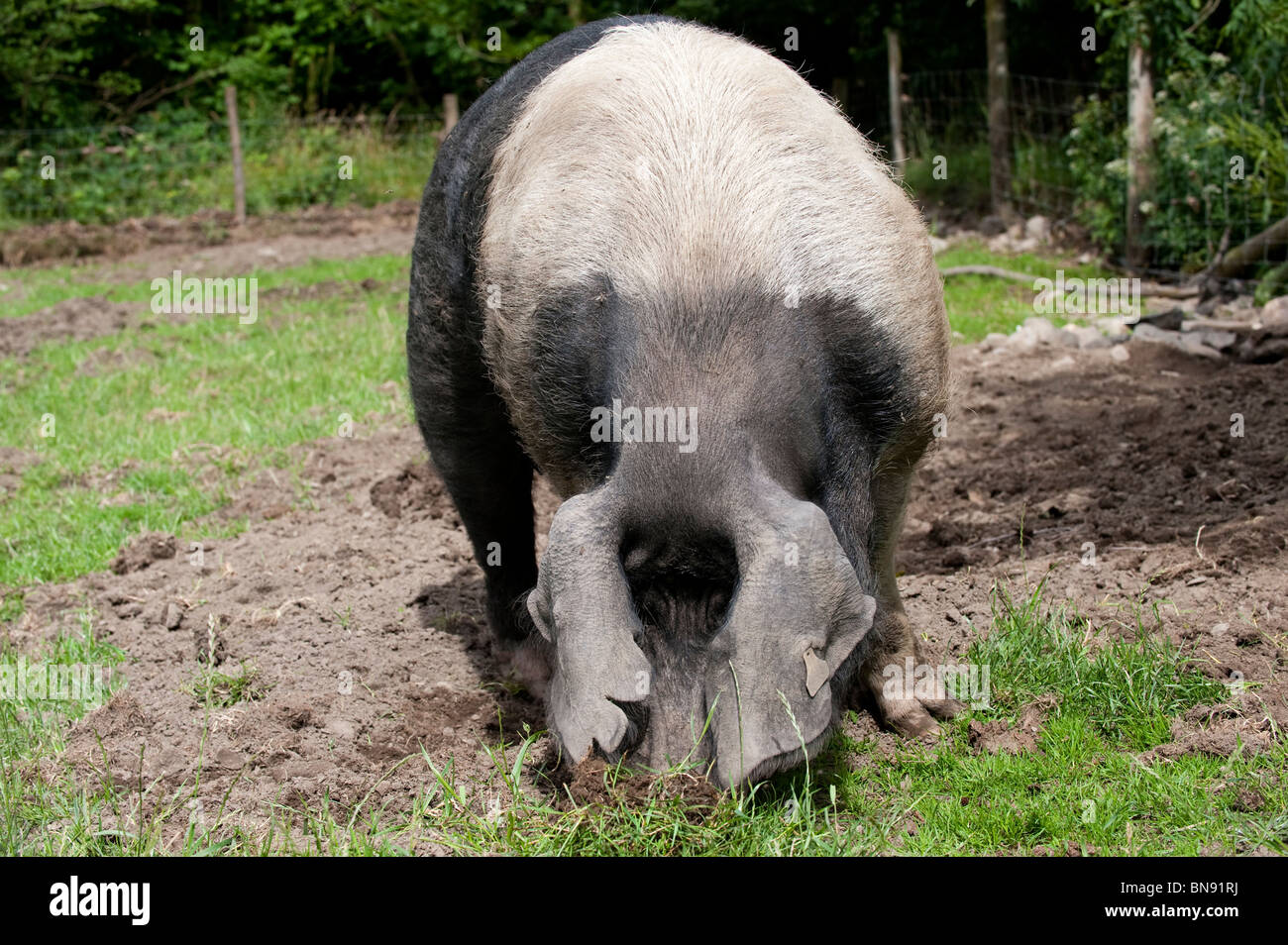 Saddleback boar in field Stock Photo - Alamy