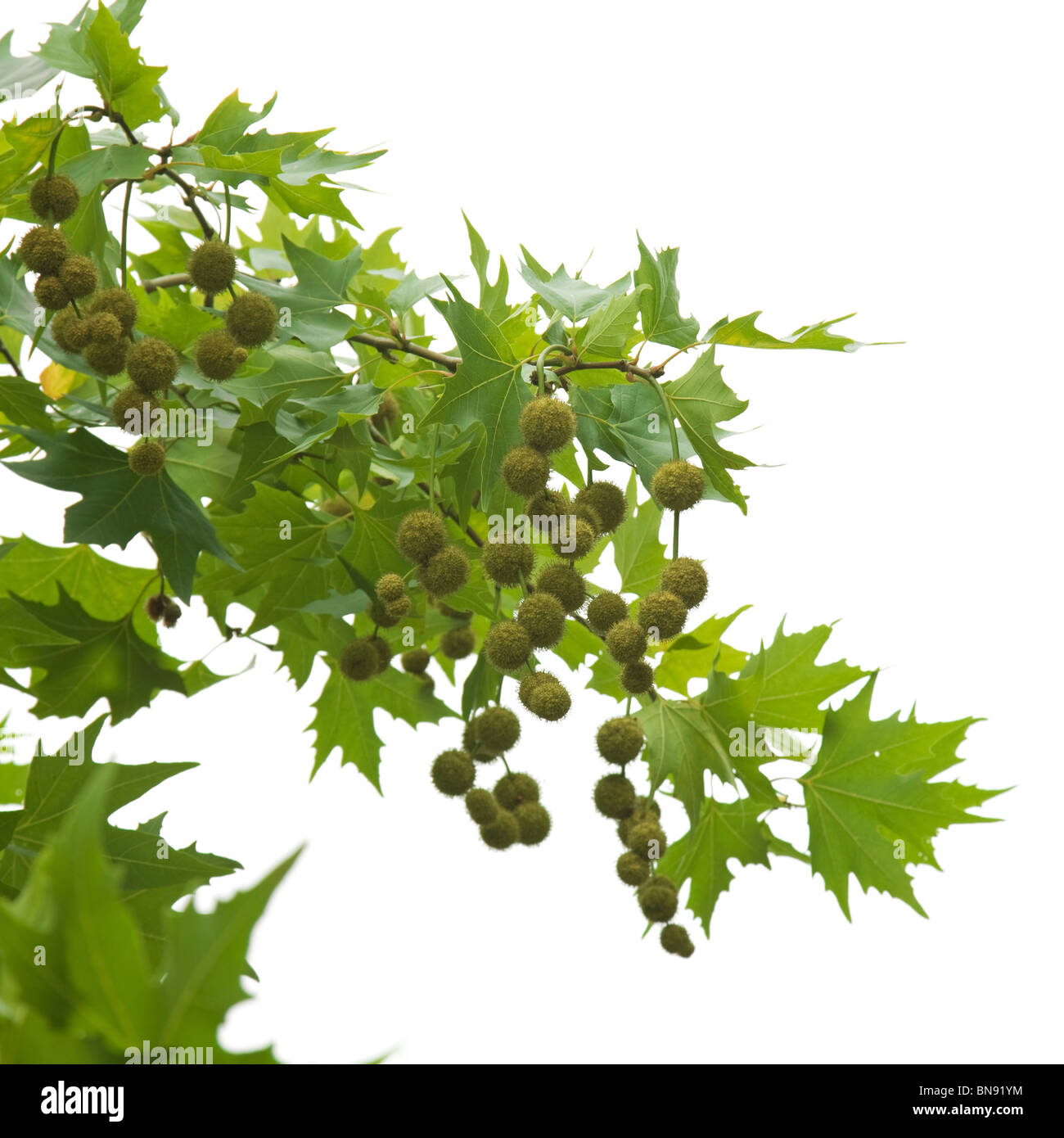 Plane (Platanus) Tree branch, isolated on white Stock Photo - Alamy