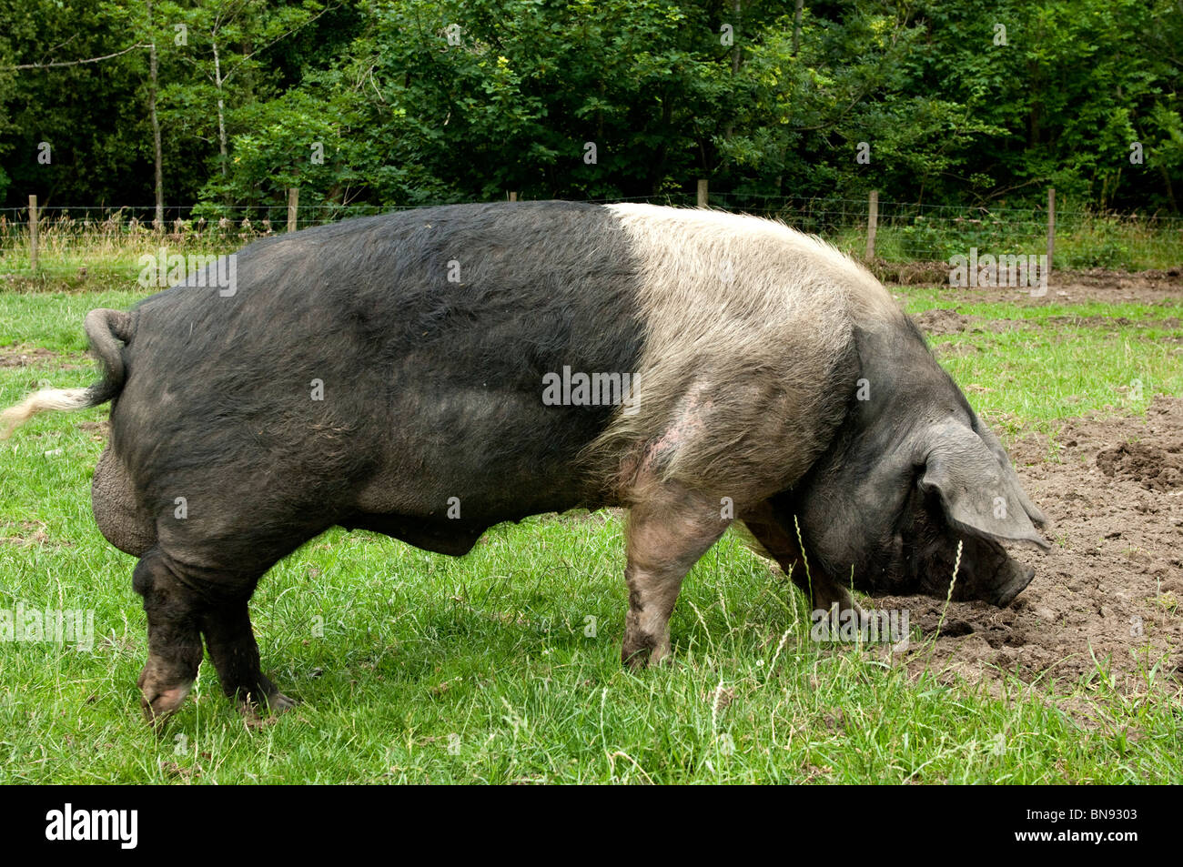 Saddleback boar in field Stock Photo - Alamy