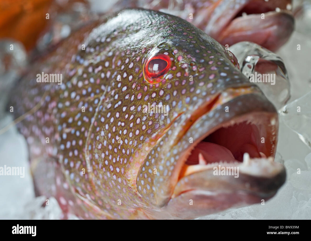 Freshly caught coral grouper fish on an ice display in a restaurant ...