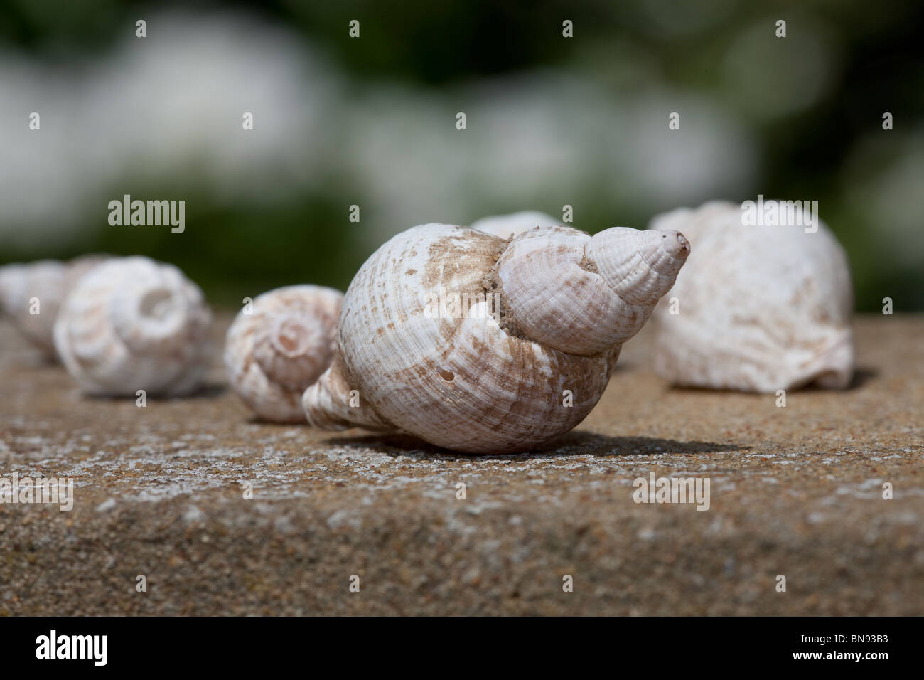 Garden snails hi-res stock photography and images - Alamy
