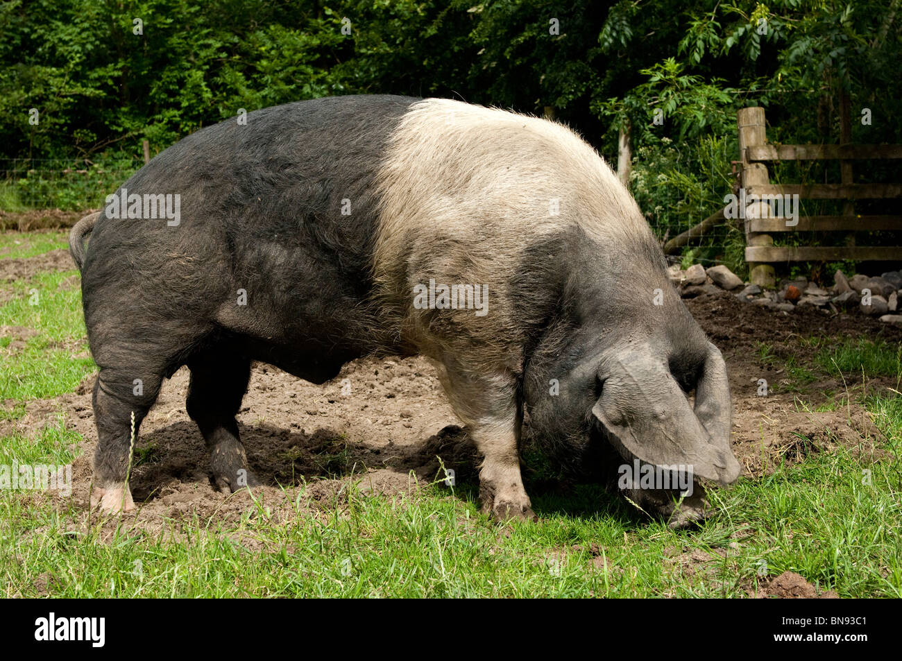 Saddleback boar in field Stock Photo - Alamy