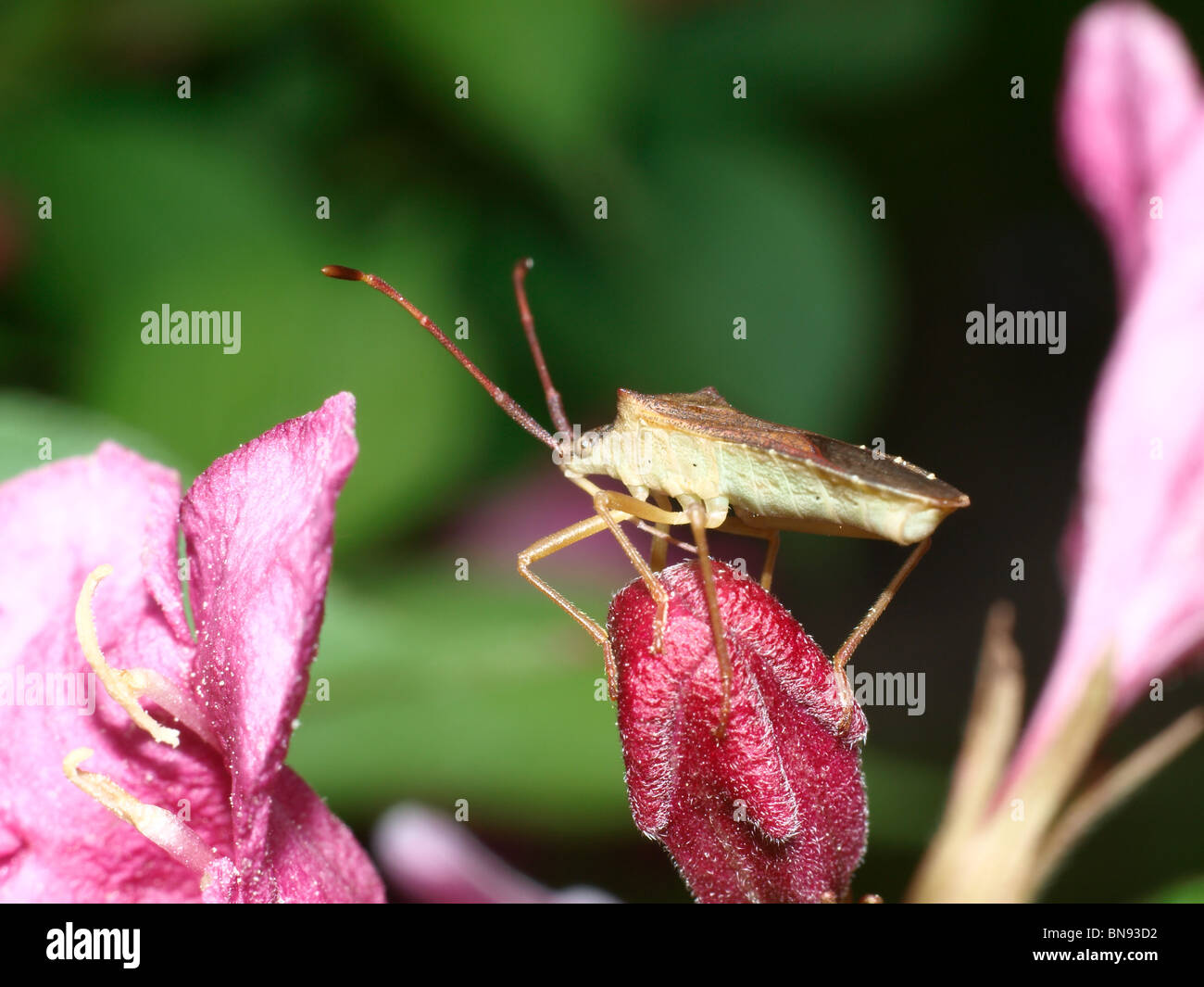 Grey stink bug hi-res stock photography and images - Alamy
