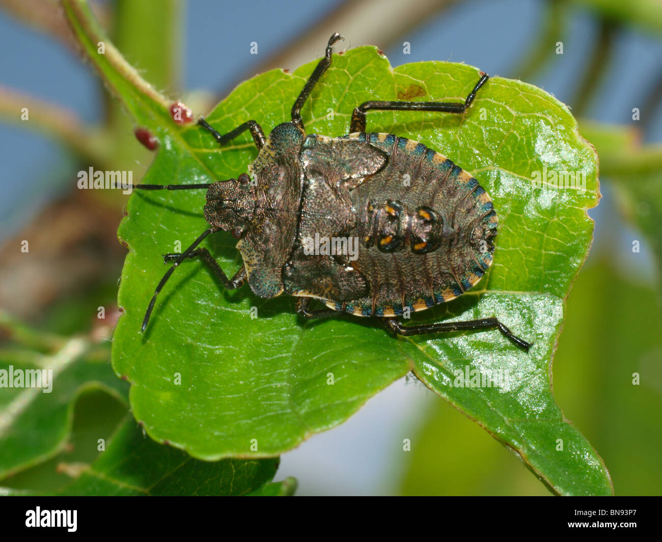 The bug sitting on the leaf Stock Photo - Alamy