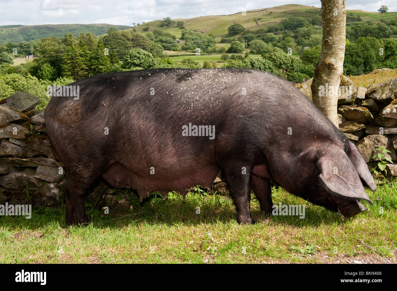 Large black pig hi-res stock photography and images - Alamy