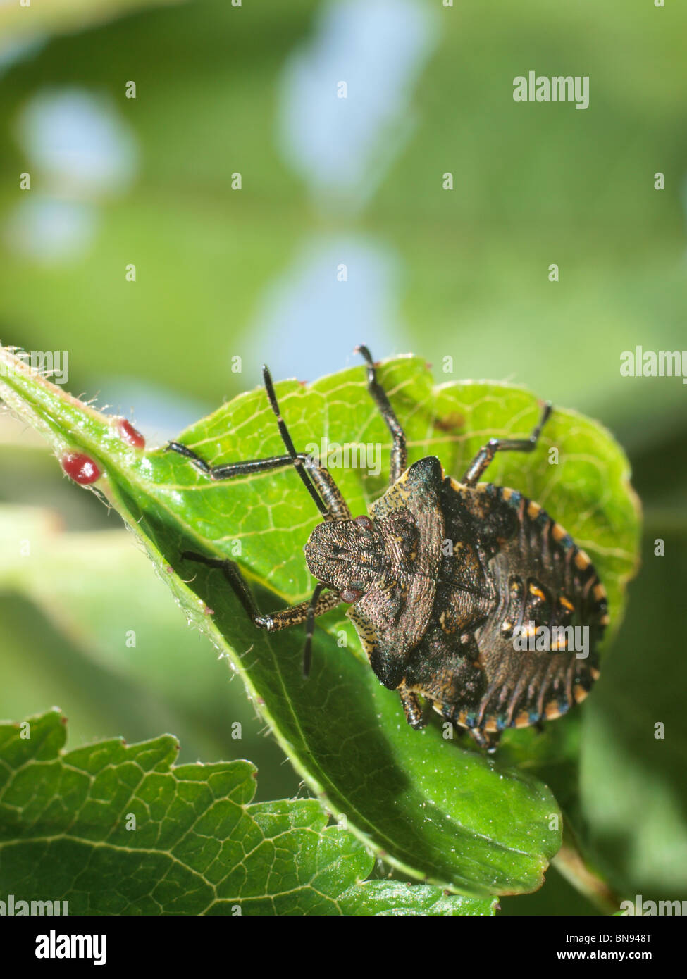 The bug sitting on the leaf Stock Photo - Alamy