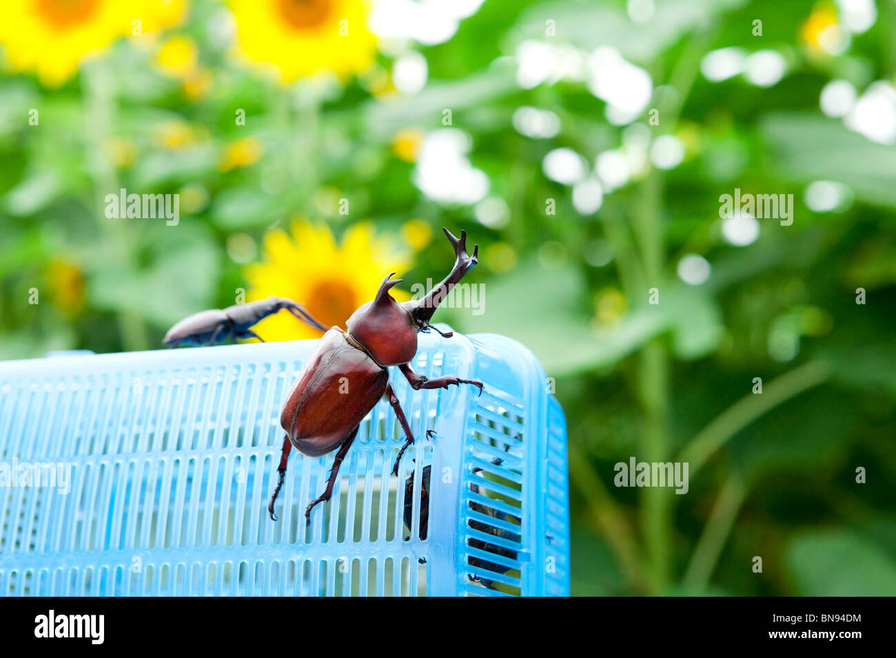 Insect cages hi-res stock photography and images - Alamy