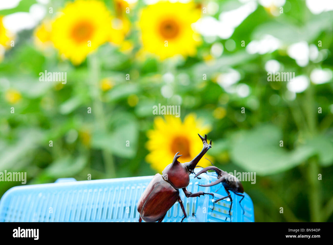 Insect cages hi-res stock photography and images - Alamy