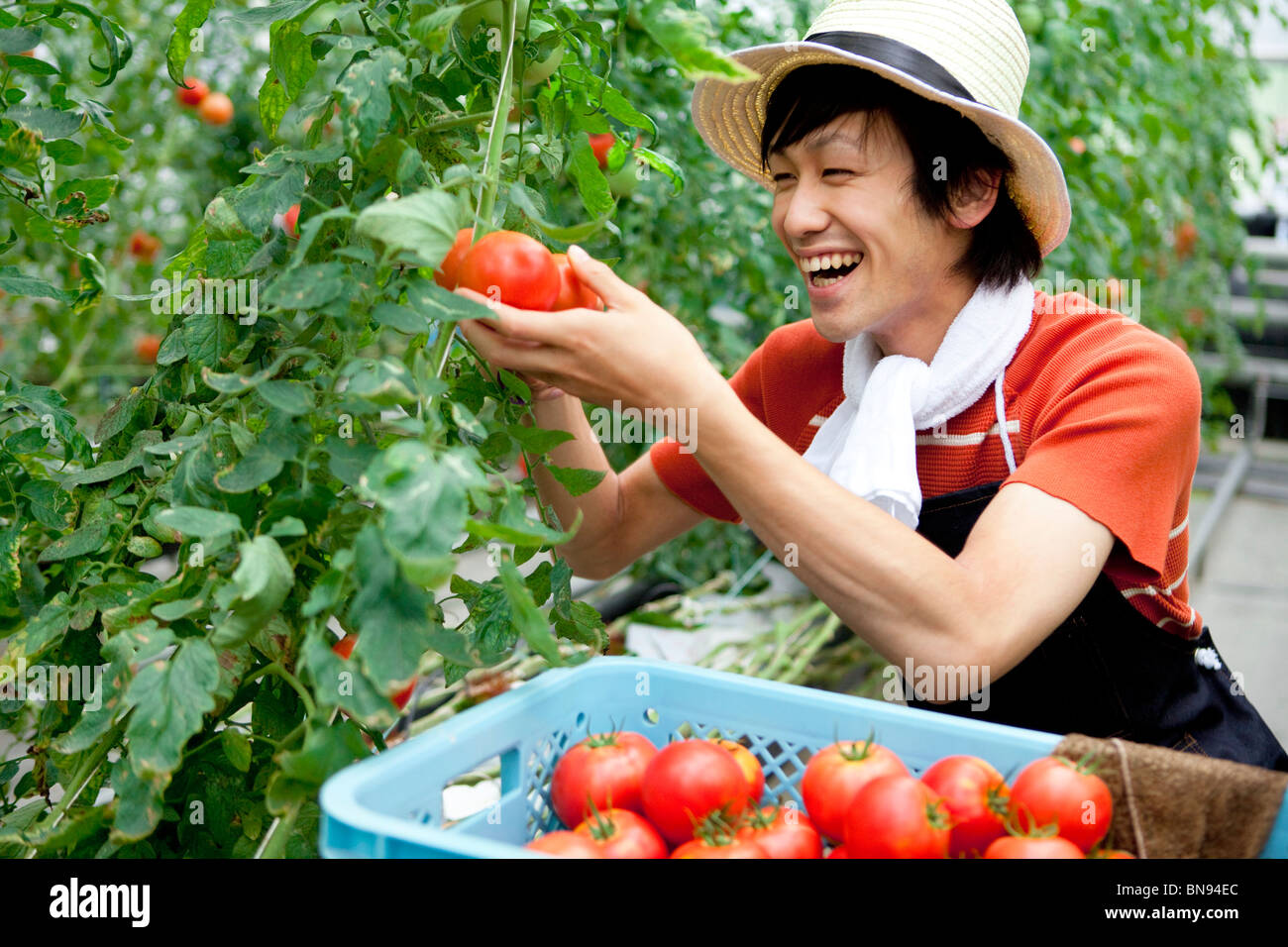 Mid adult man picking tomatoes smiling Stock Photo - Alamy