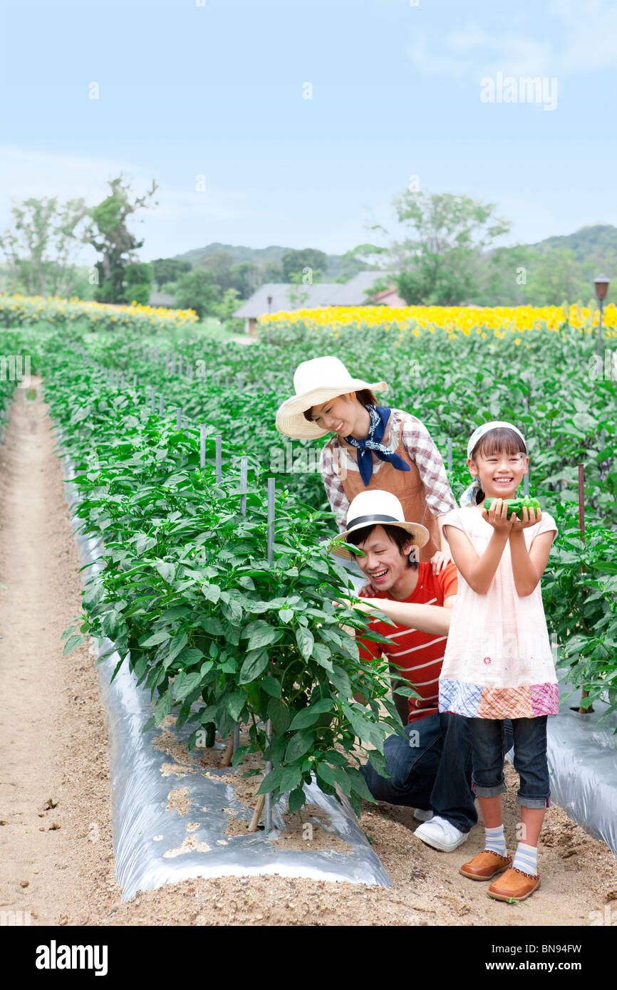 Family picking green bell peppers at garden smiling Stock Photo - Alamy