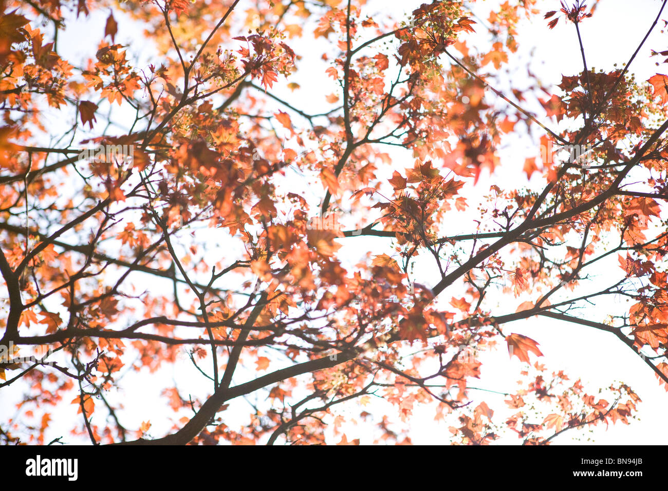 Branches of a maple tree Stock Photo - Alamy