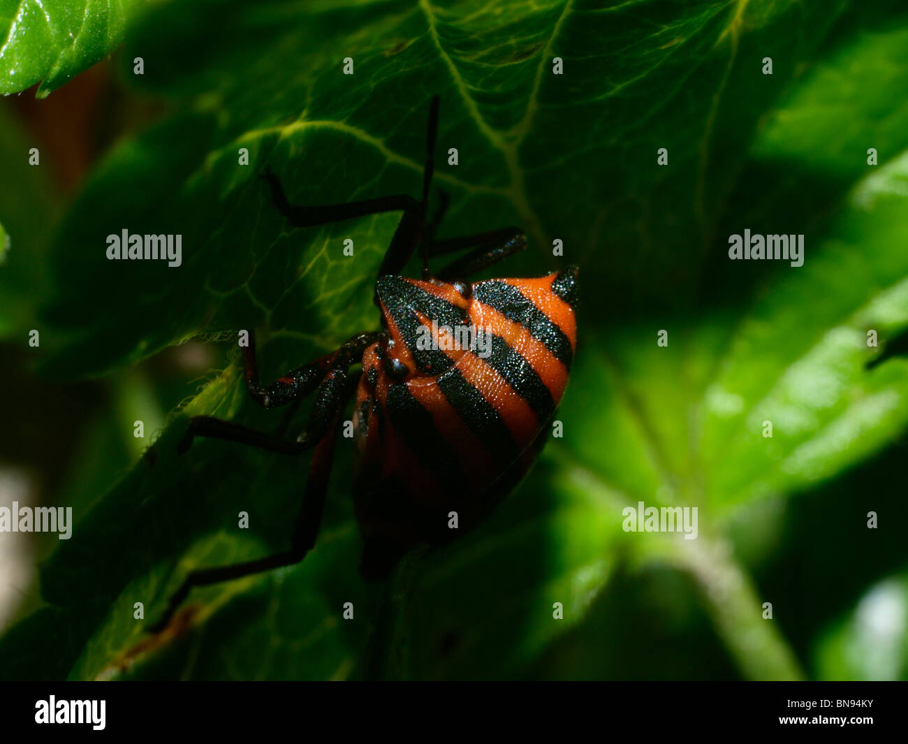 Italian stink bug hi-res stock photography and images - Alamy