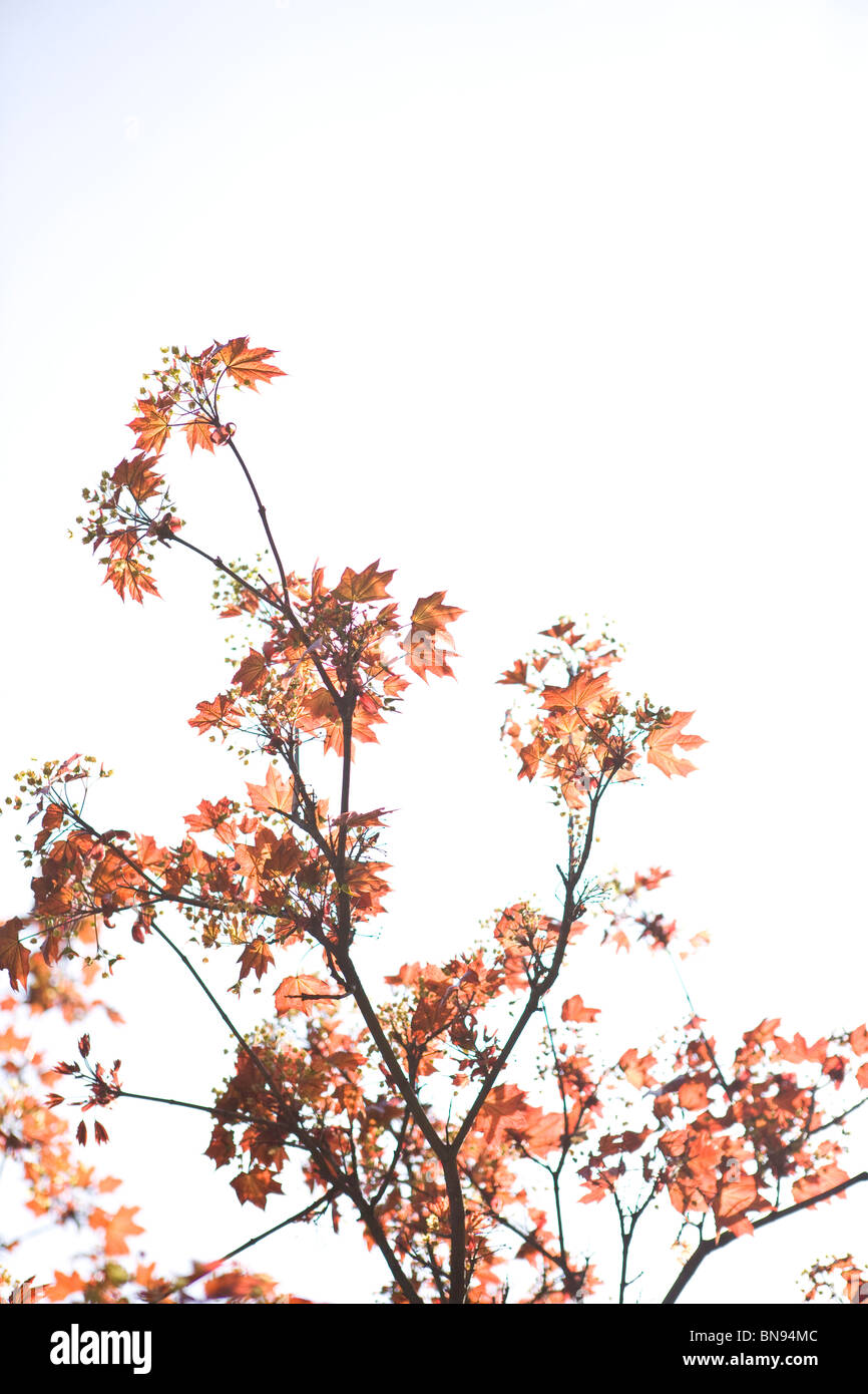 Branches of a maple tree Stock Photo - Alamy