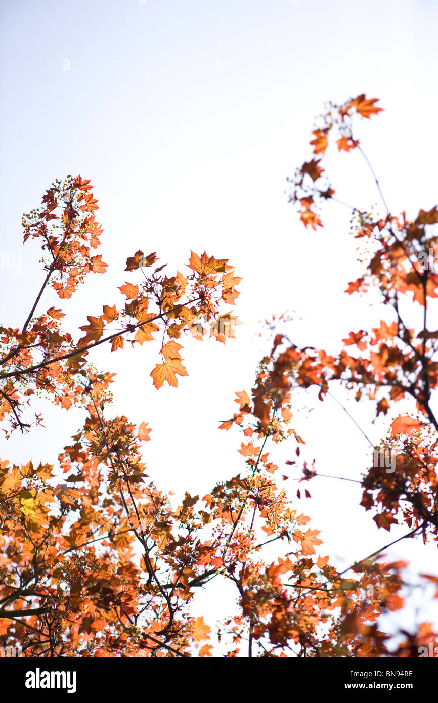 Branches of a maple tree Stock Photo - Alamy