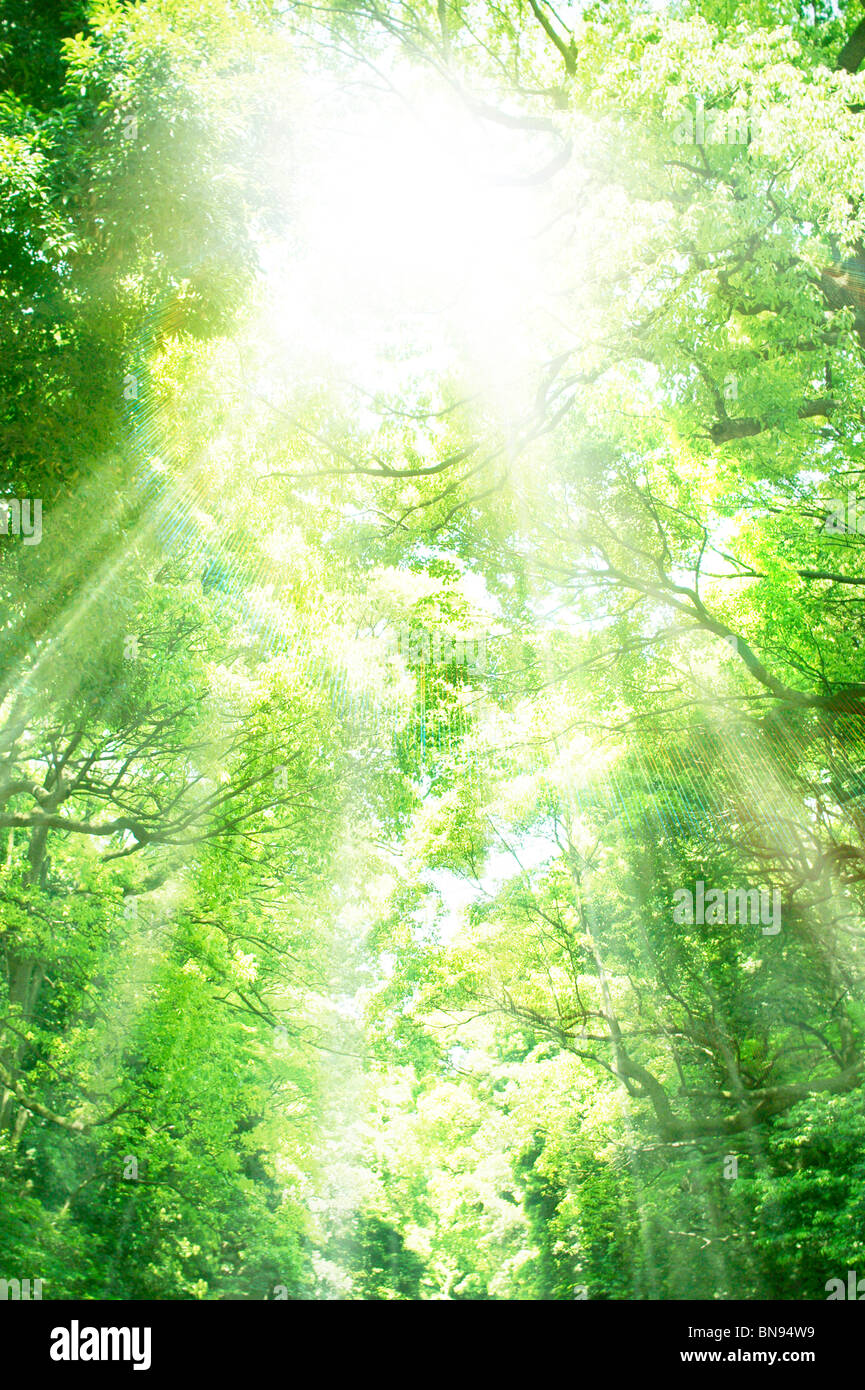 Sunbeam over trees, close up Stock Photo - Alamy