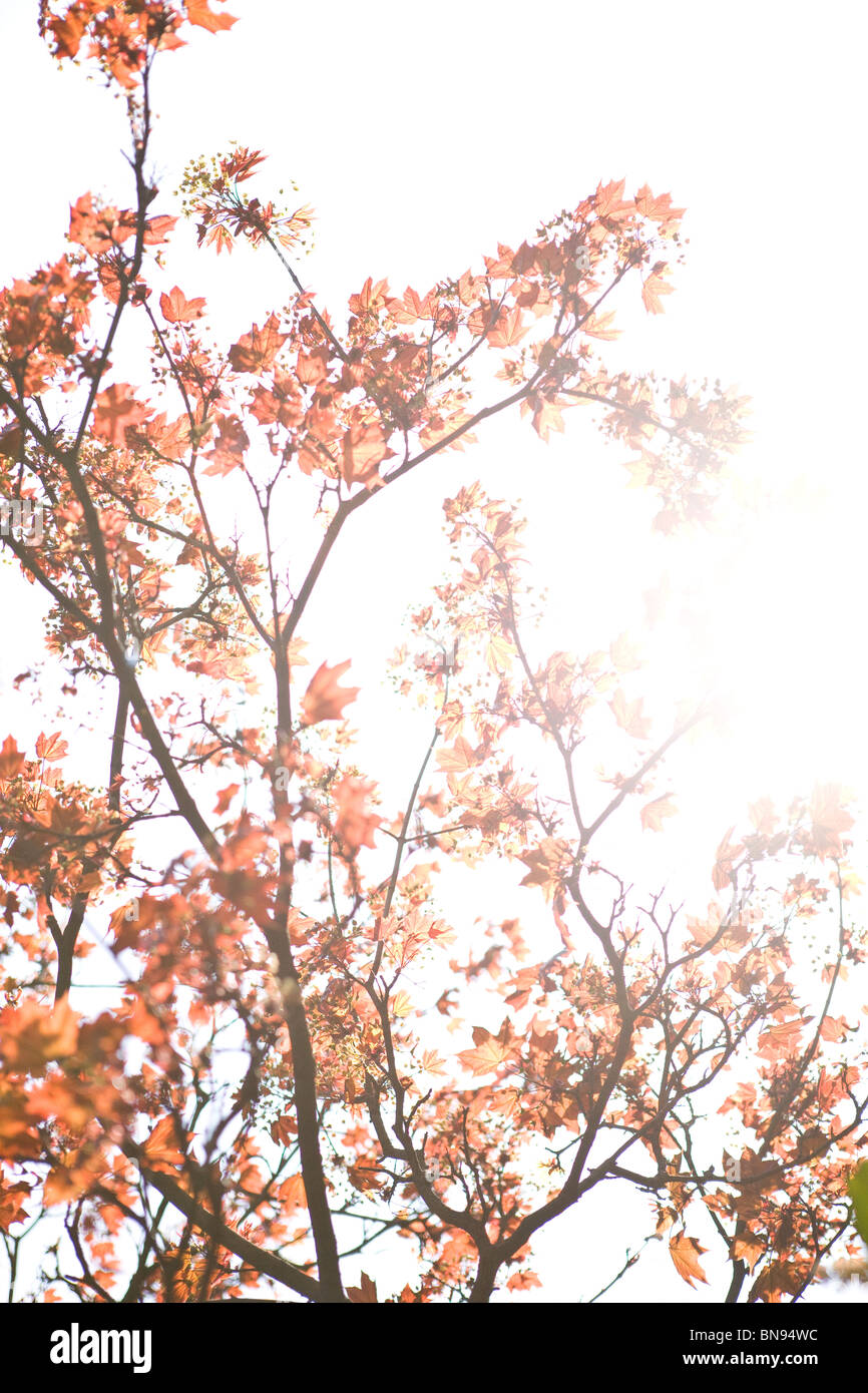 Branches of a maple tree Stock Photo - Alamy