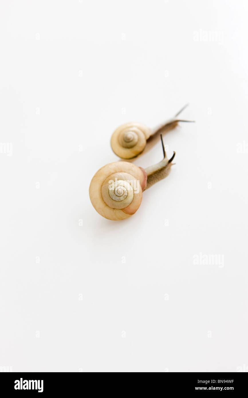 Two snails isolated on hi-res stock photography and images - Alamy