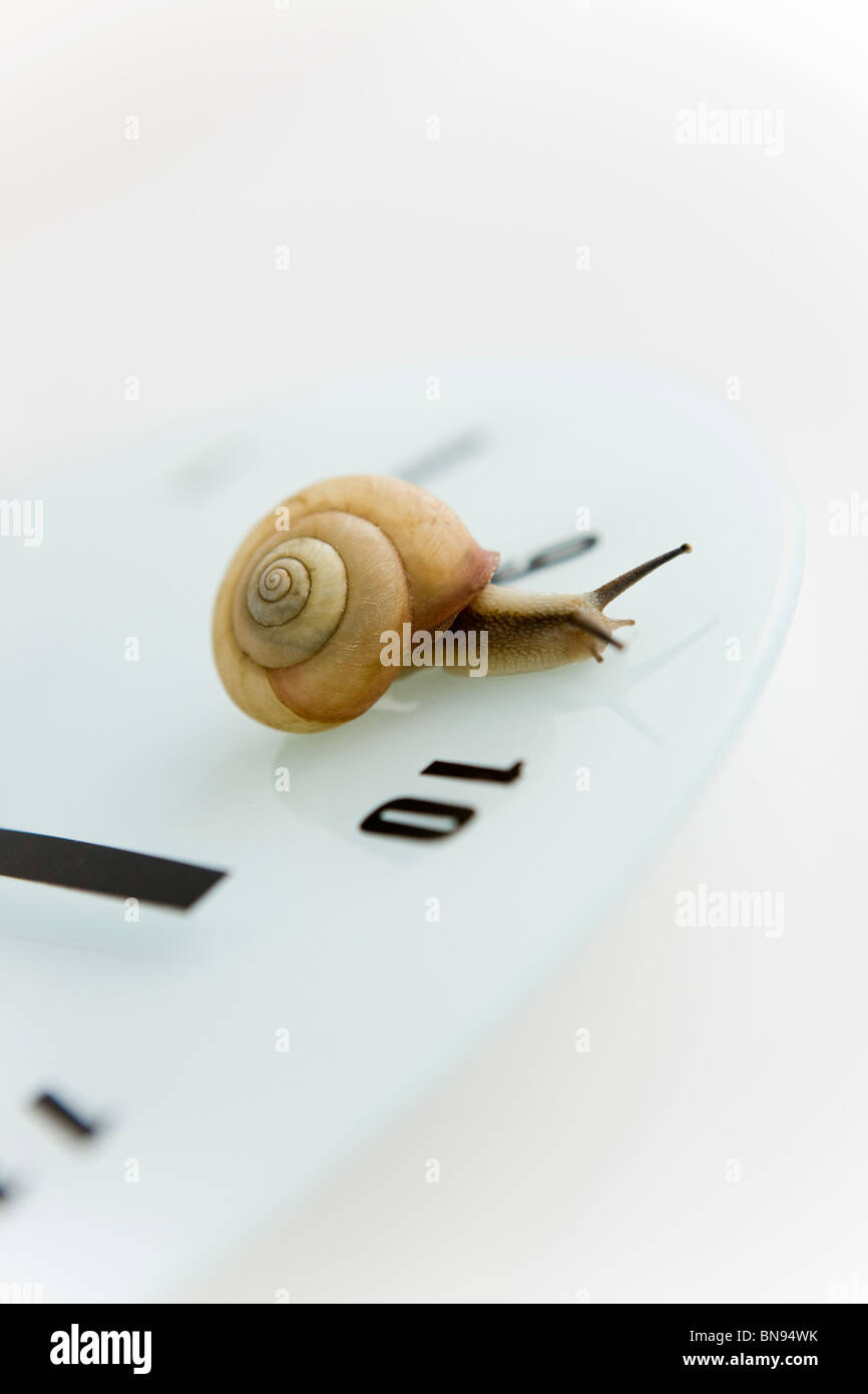 Snail on clock close up white background Stock Photo - Alamy