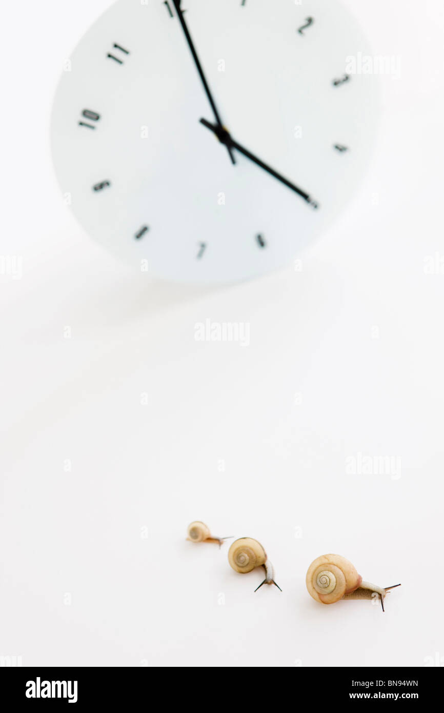 Three snails and clock on white background Stock Photo - Alamy