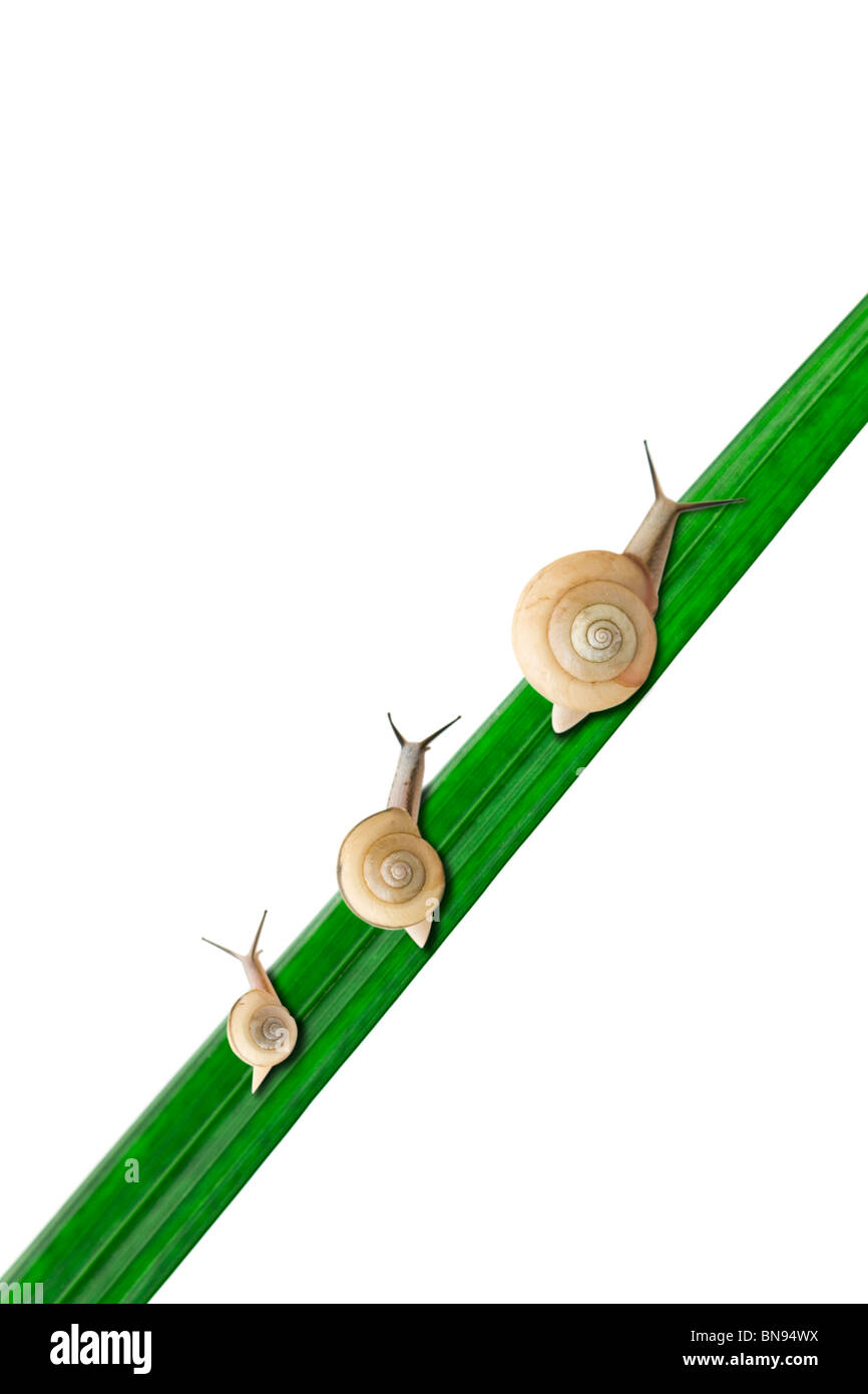Three snails on leaf, white background Stock Photo - Alamy