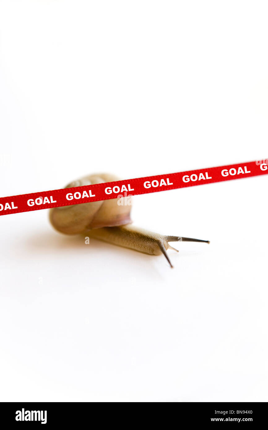 Snail reaching finish line white background Stock Photo - Alamy